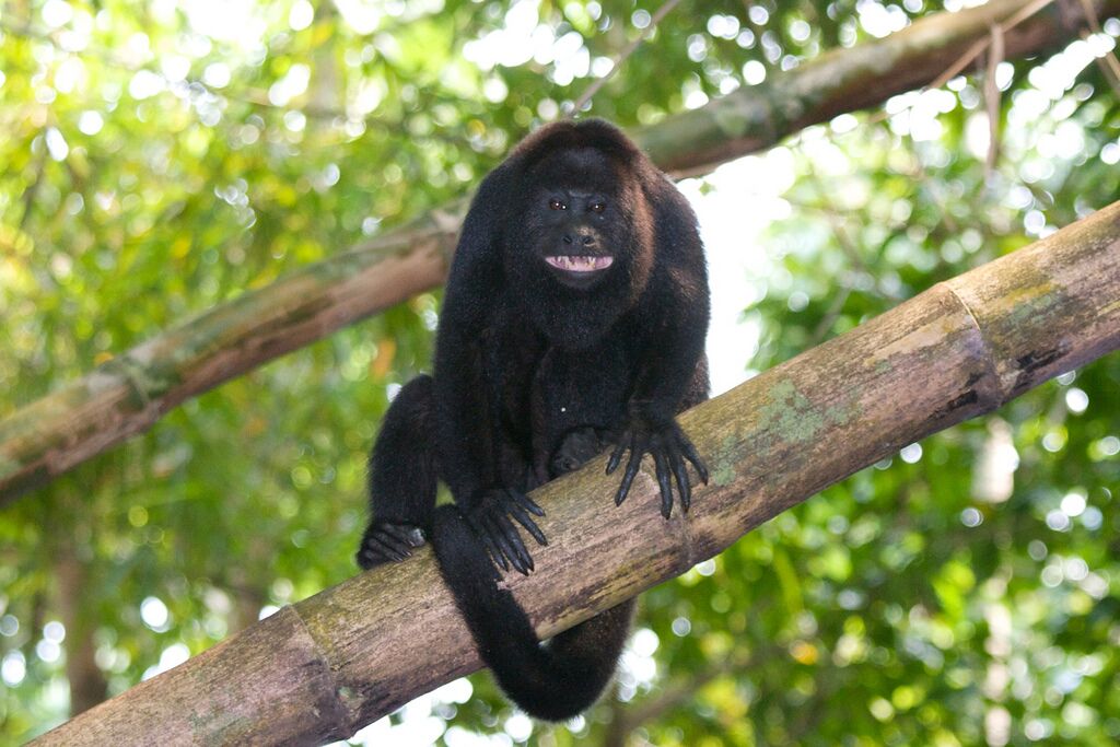Monkey River Tour In Belize - The Ellysian : The Ellysian